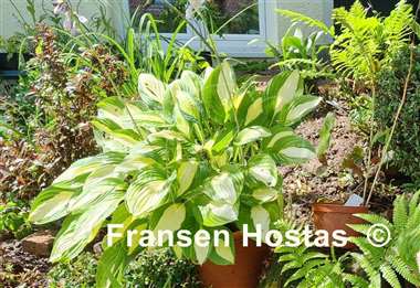Hosta Gypsy Rose - Fransen Hostas